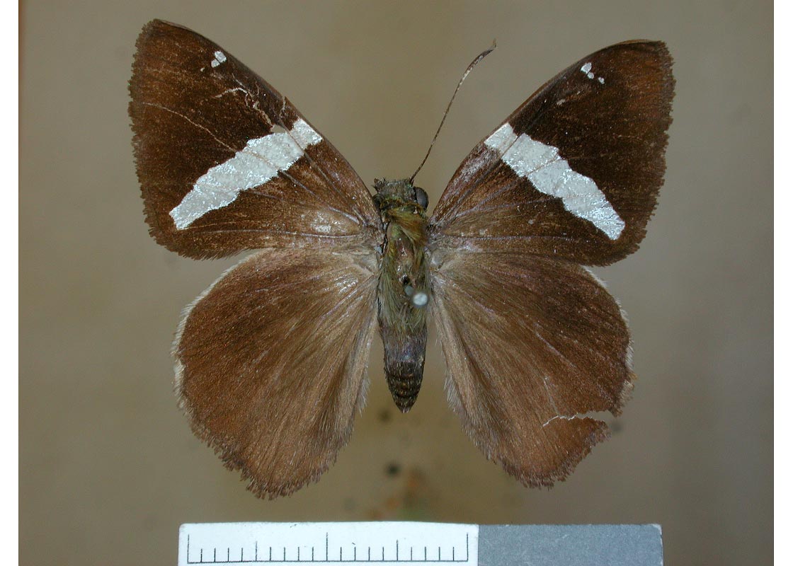Autochton reflexus (pinned specimens)